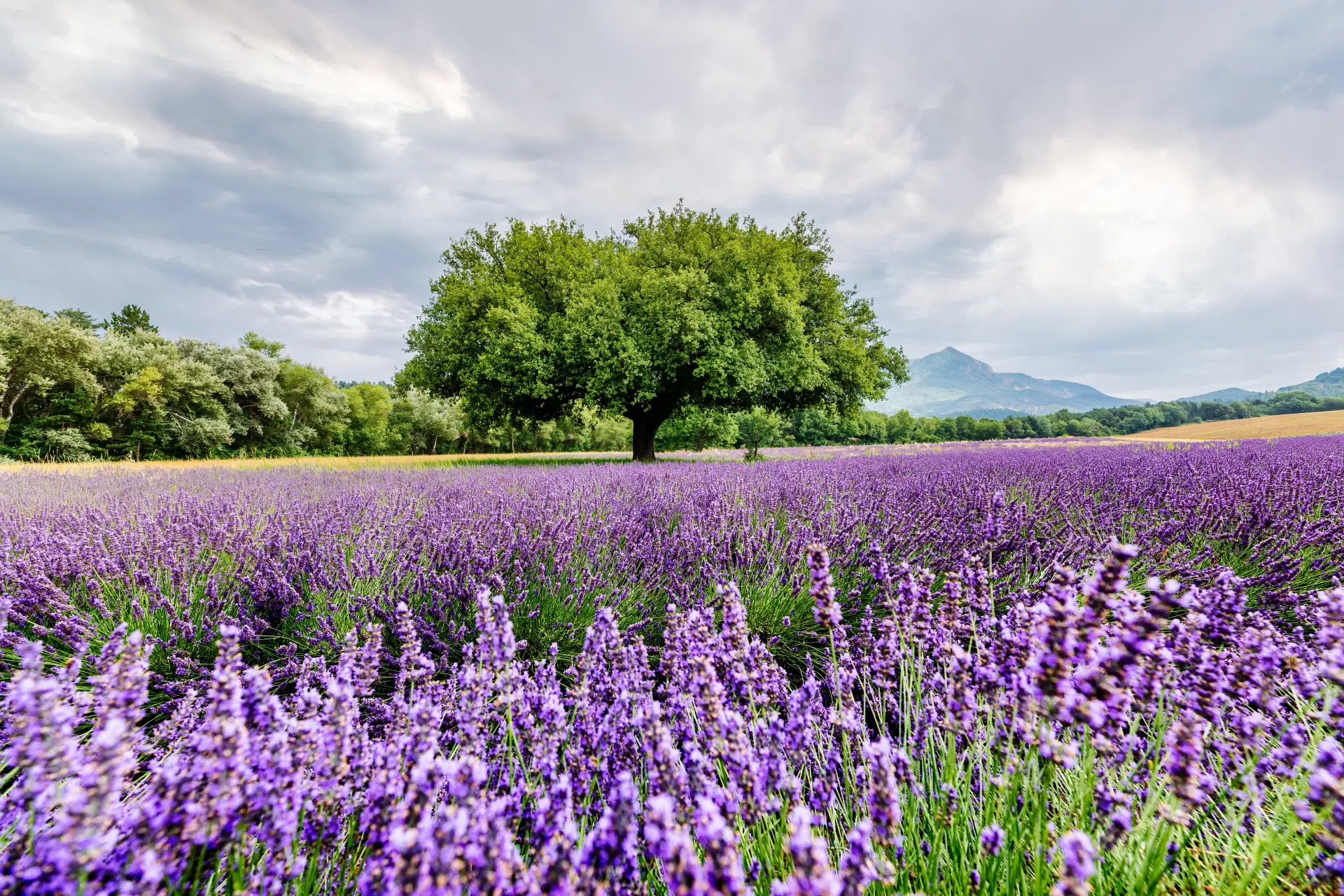 Lavender fields - Sainte victoire